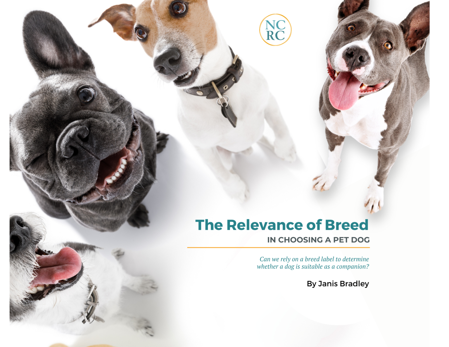 Canine Research: Harvard's Insights on Dogs and Empathy